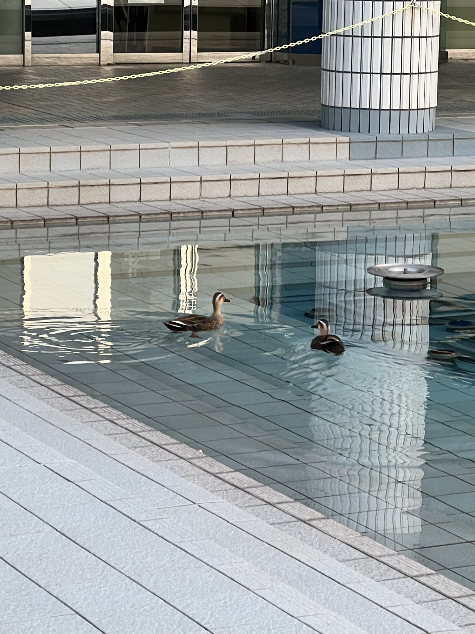 内田侑希/ Yuki Uchida on Twitter: "もうこんなに大きくなったの…🦆？ それとも違う子…？？ https://t.co/47FNxHbsMs" / Twitter