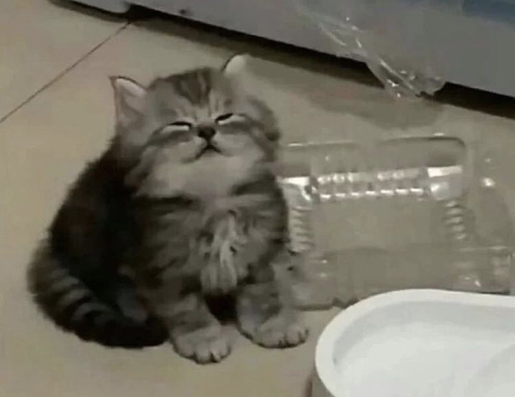 Fulgur Ovid ⚡️🐑 NIJISANJI EN on Twitter: "@ramdayo1122 Always! Gotta protect the shinigami ...