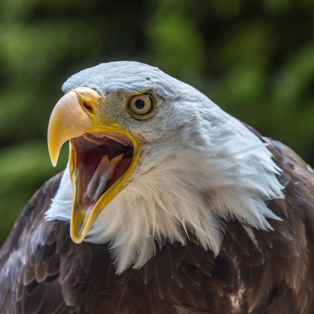 Eagle Beak Open