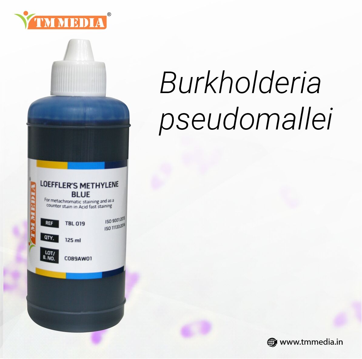 Methylene Blue Stain Bacteria