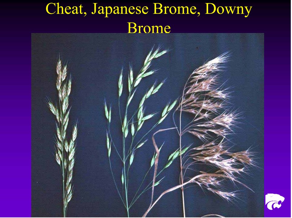 Cheatgrass Vs Japanese Brome