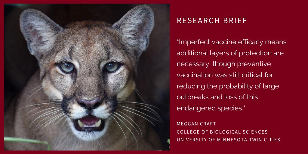 🔥 Panther adaptations. Animal Adaptations. 2022-10-18