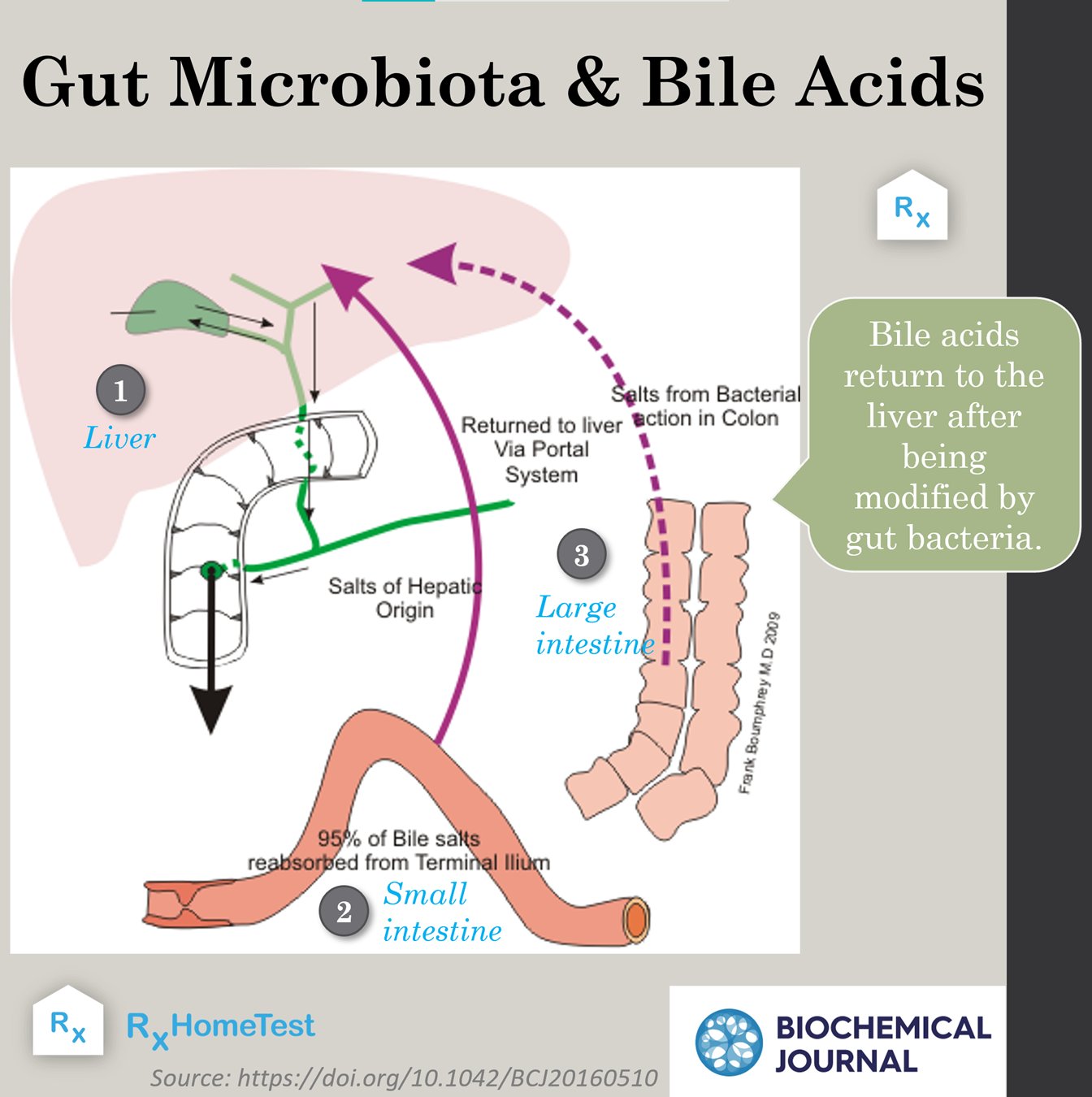 Hepatic Reabsorption