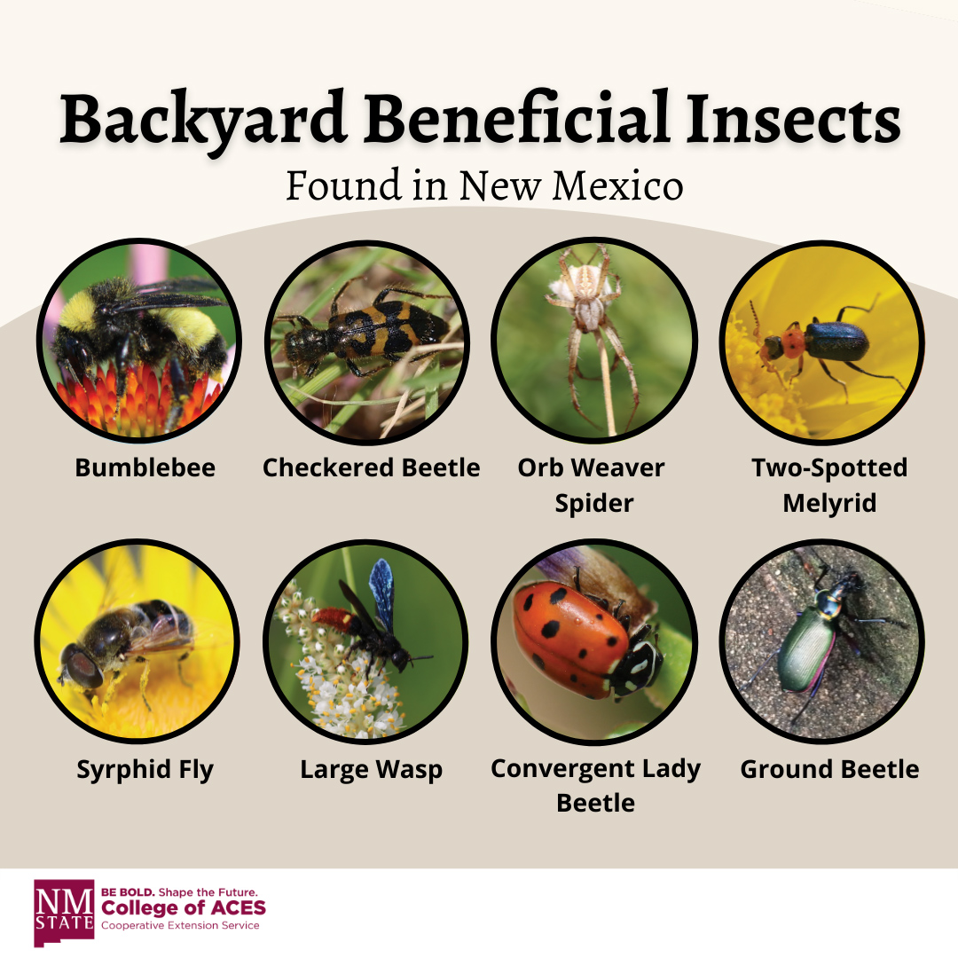Beneficial Insects In Agriculture