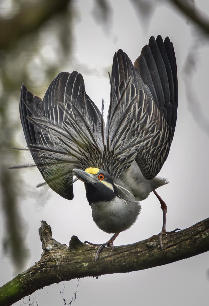 Rachel Case Riddle @CaseRiddle X Profile | Muskviewer