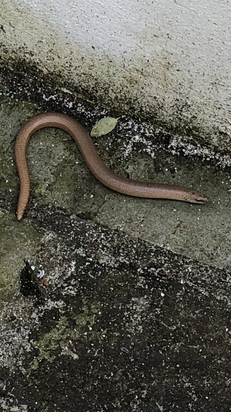 Baby Legless Lizard
