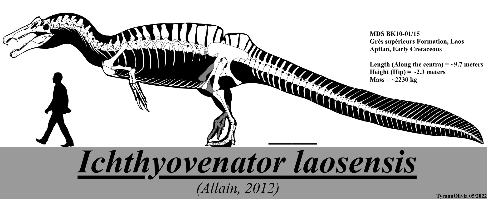 Ichthyovenator Skeleton