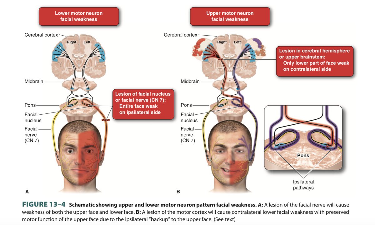 Excited to announce that the 2nd edition of Clinical Neurology and ...