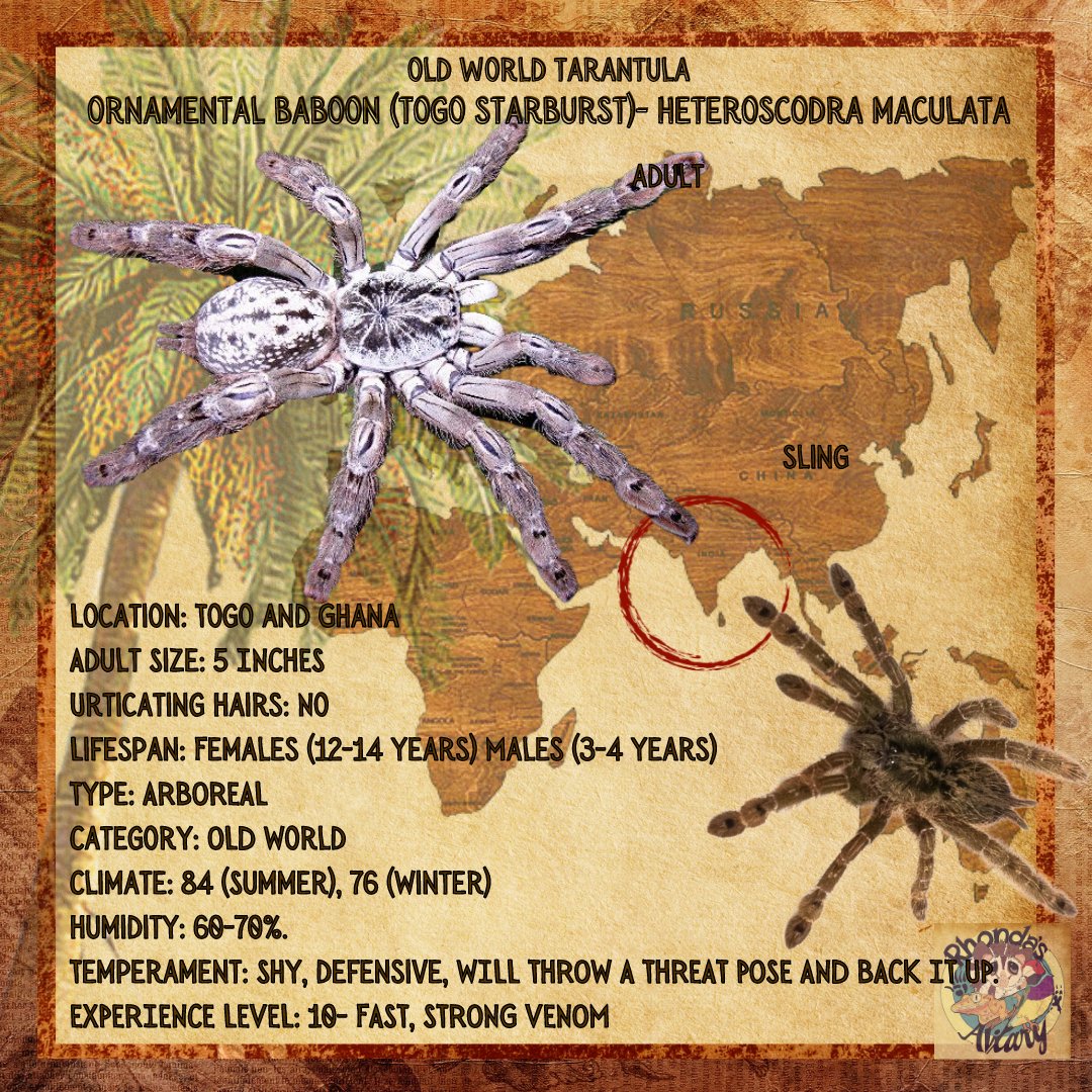 Starburst Baboon Tarantula