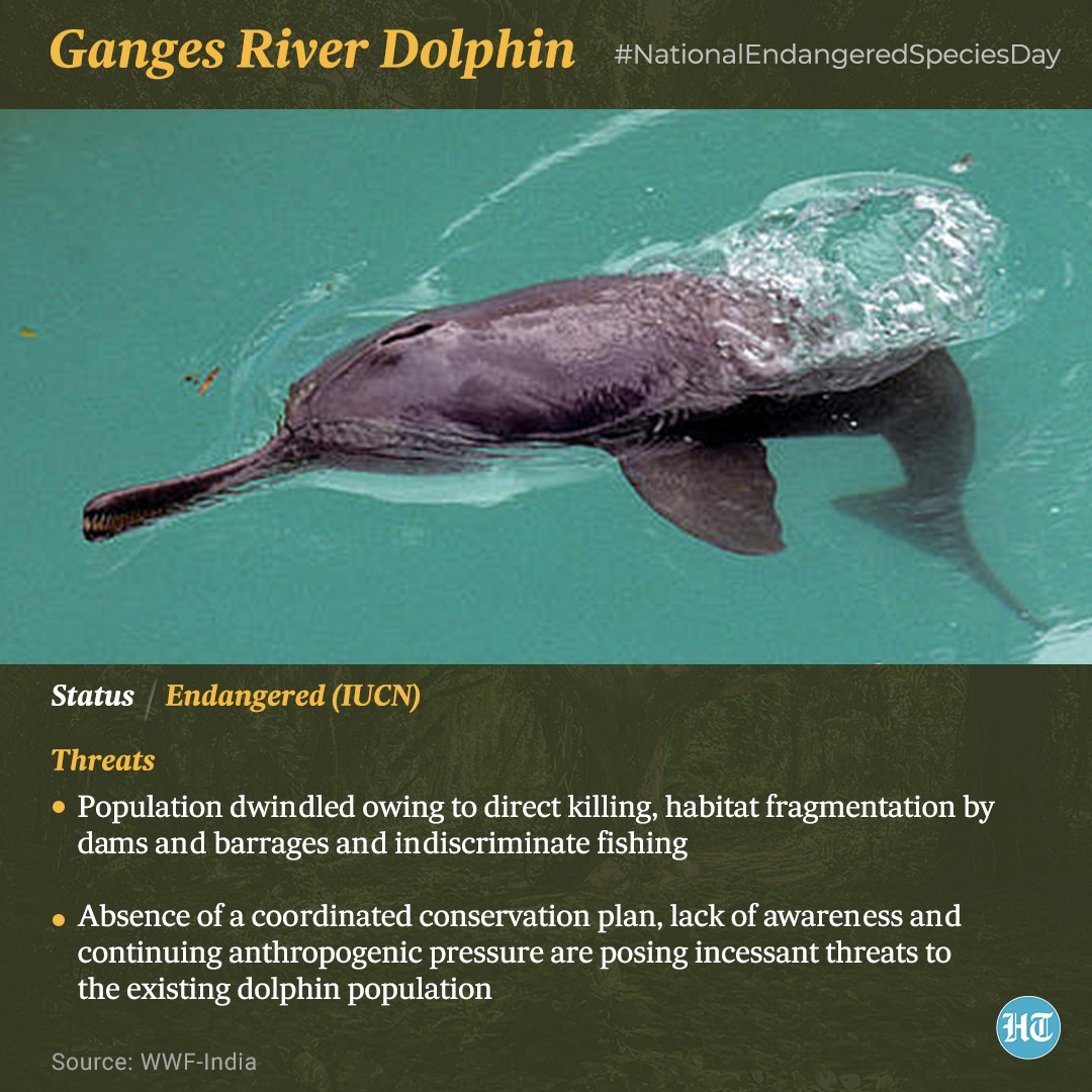 Vulnerable Species Gangetic Dolphin
