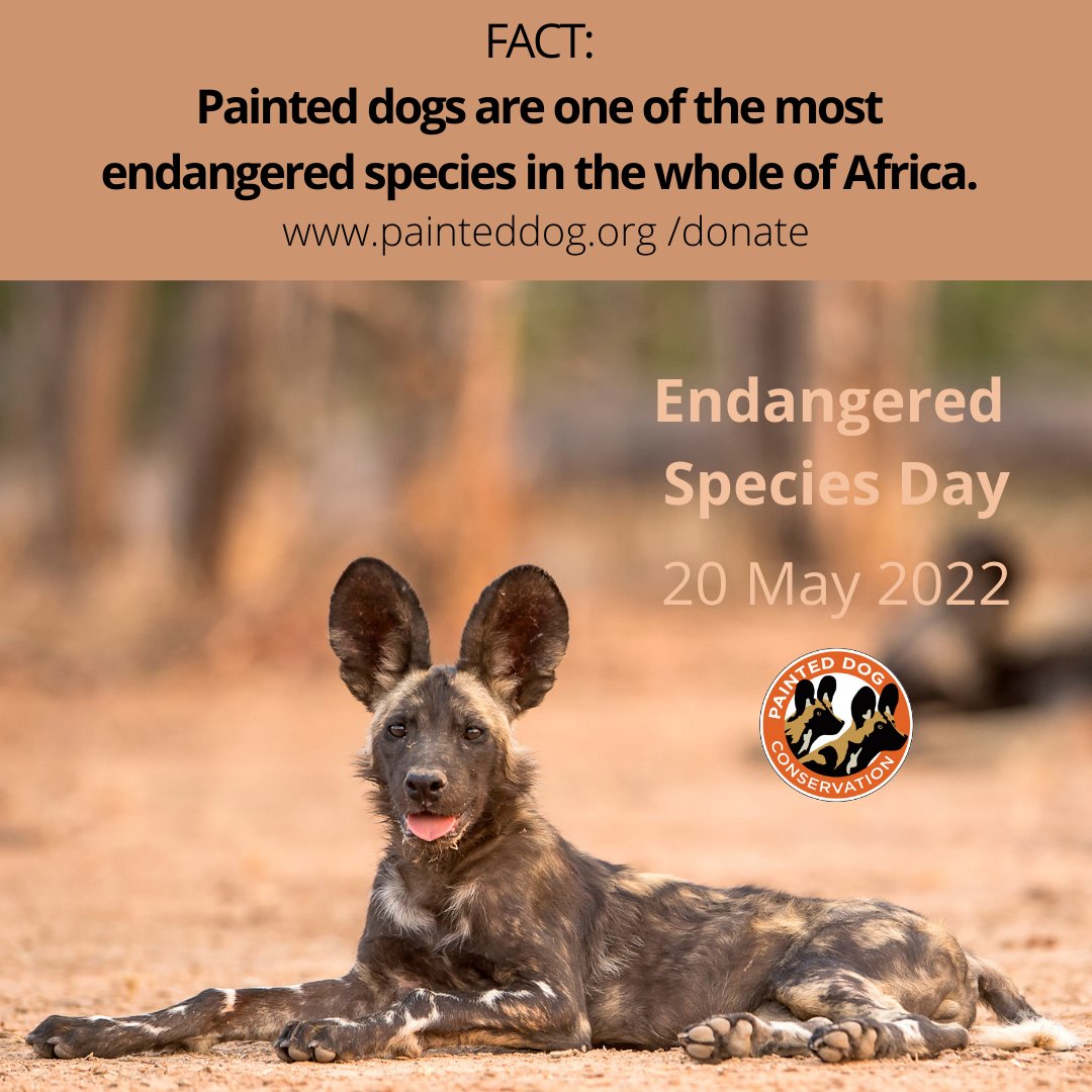 Painted Dog Conservation on Twitter: "Today is #EndangeredSpeciesDay. Help save the endangered ...