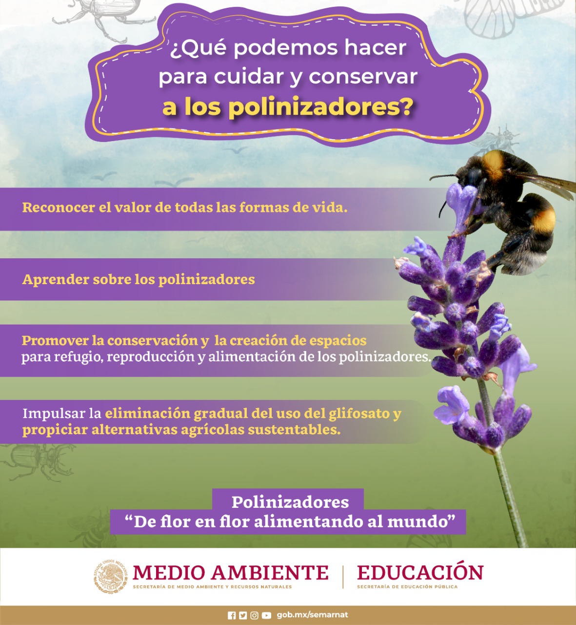 CONANP on Twitter: "Los polinizadores, como las abejas, colibríes ...