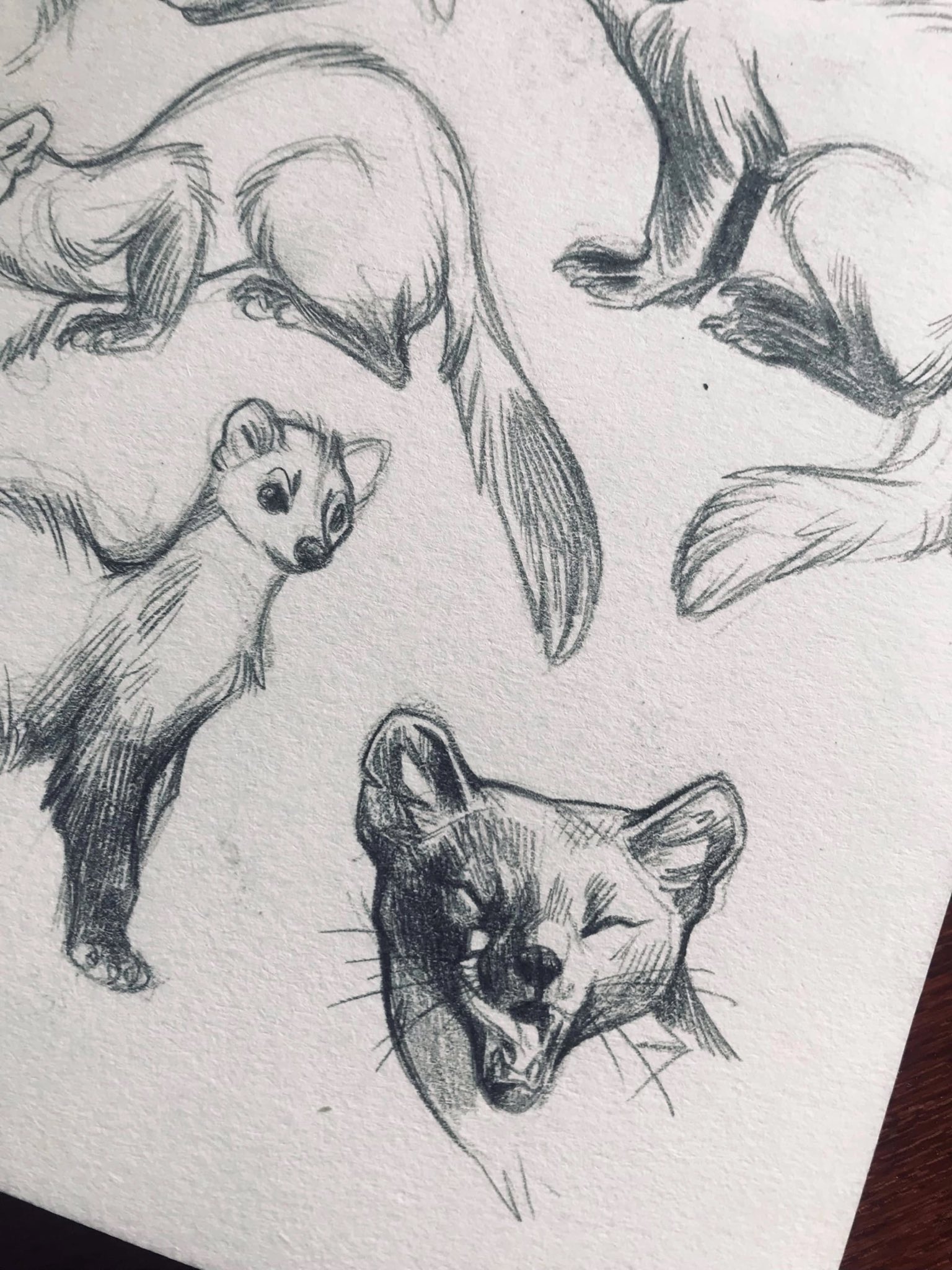 Pine Marten Drawing