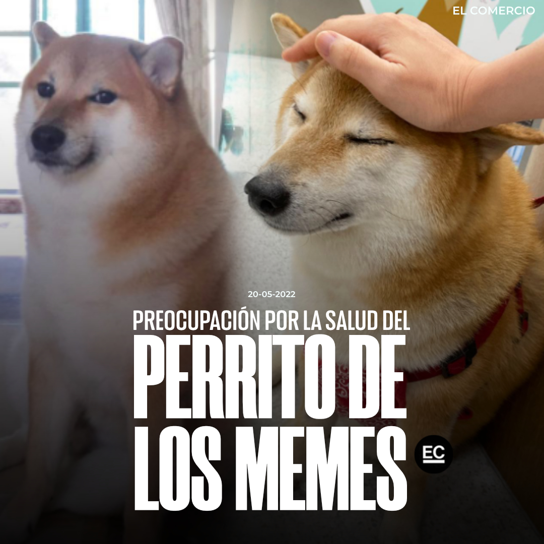 Seguramente has visto los memes del perro musculoso y del perrito débil ...