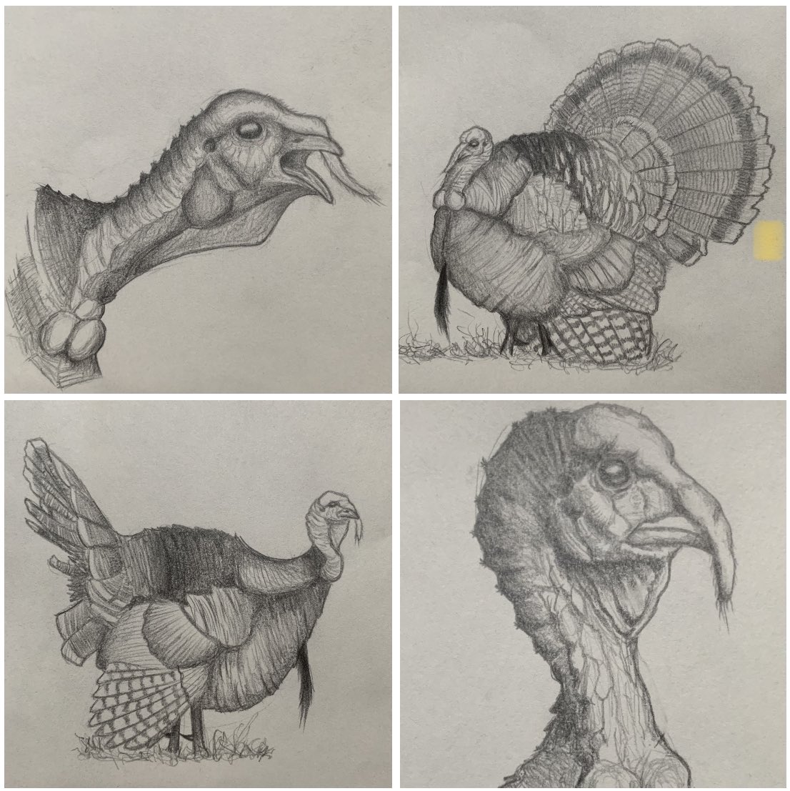 Turkey Hunting Sketches