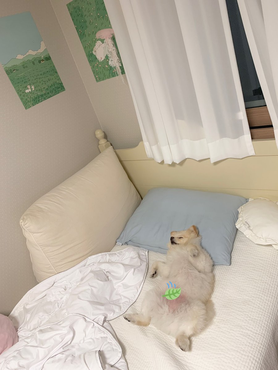 천하태평 두부 @cream_dub