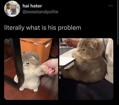 No Problem Cat Meme