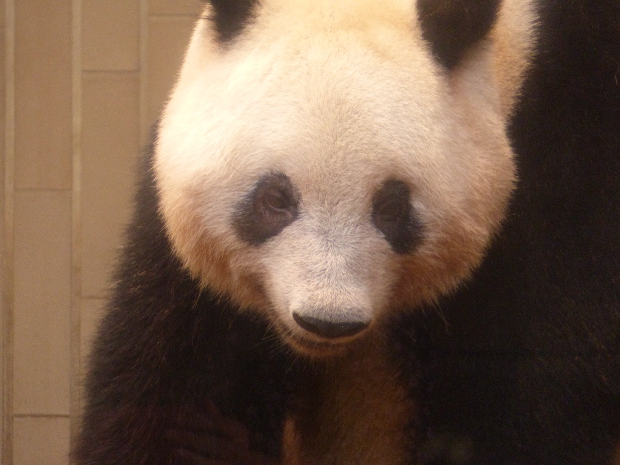 Willとレオ on Twitter: "2022.5.22シャンシャン①🐼15:57ごろ 双子パンダのお姉さん🐼 14:30の当選券で入園して2回目 💤から起き始めたところ 1回目(写真 ️ ...