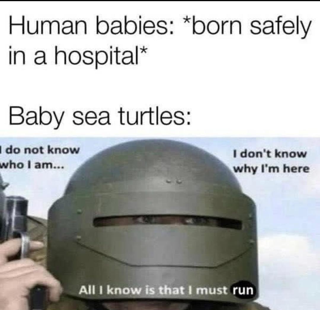 Baby Turtle Memes