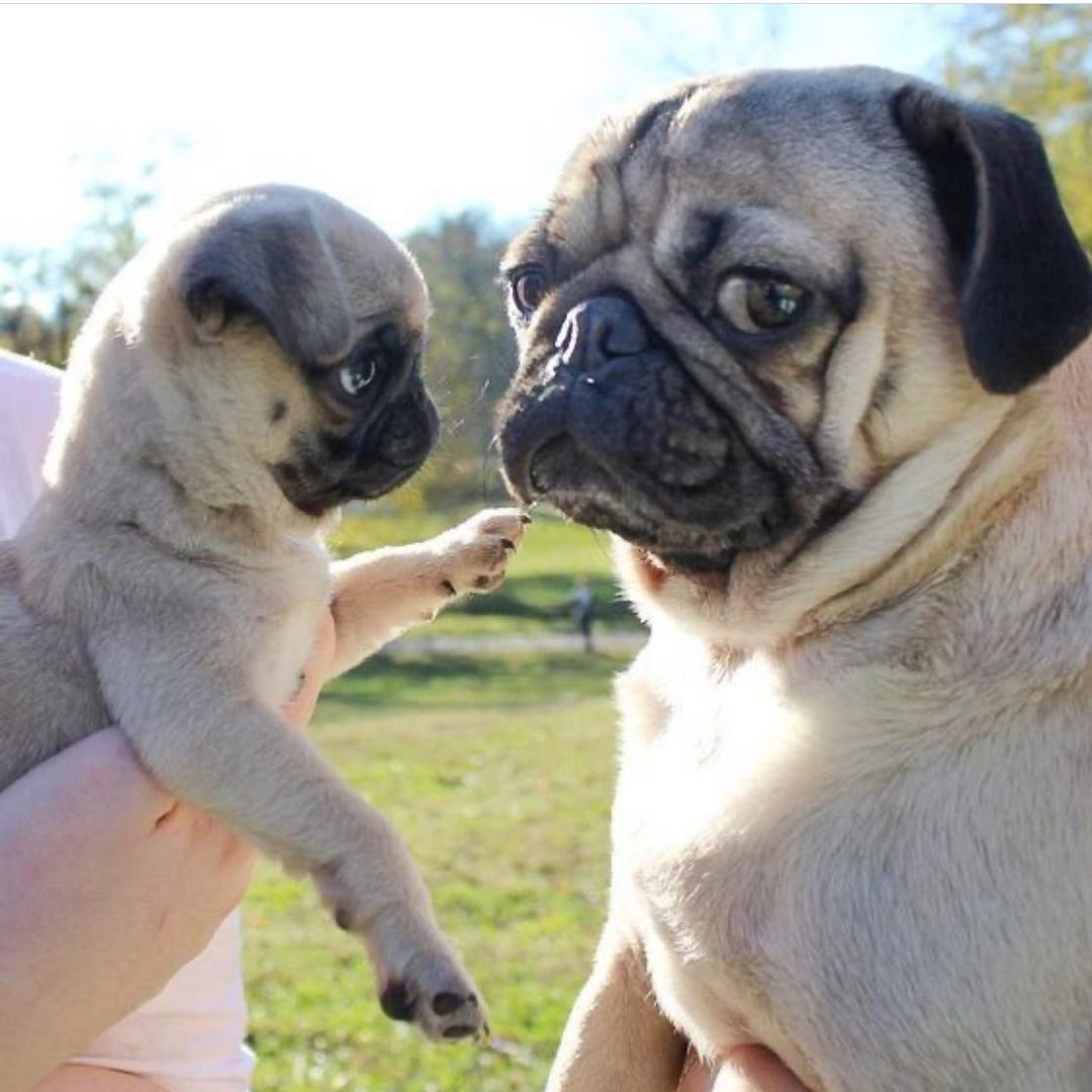 Adult Pugs