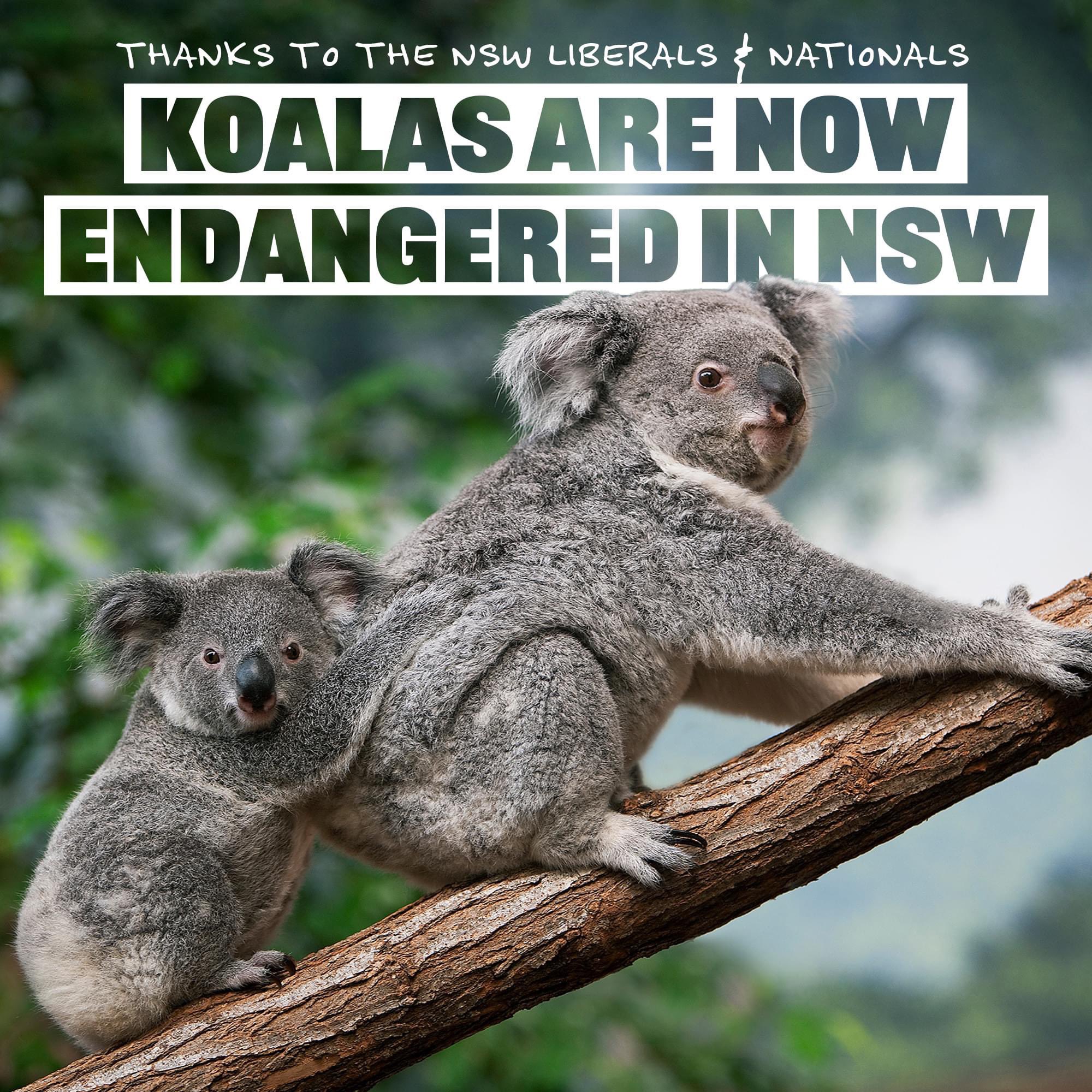 Endangered Koala Quotes Port Stephens Koala Hospital Takes On First