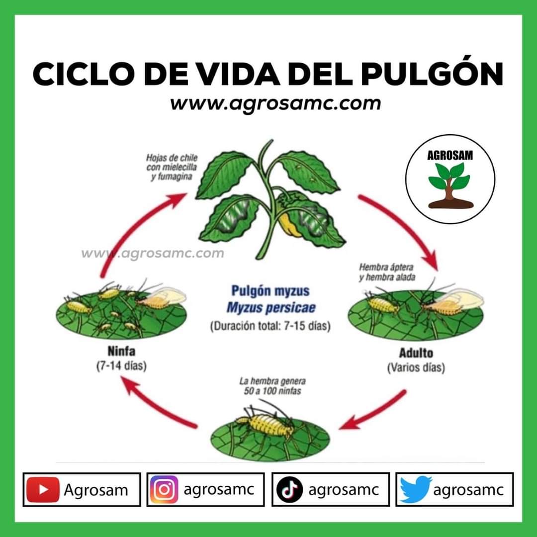 Ciclo De Vida De Los Pulgones