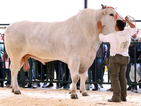 Chianina Cow