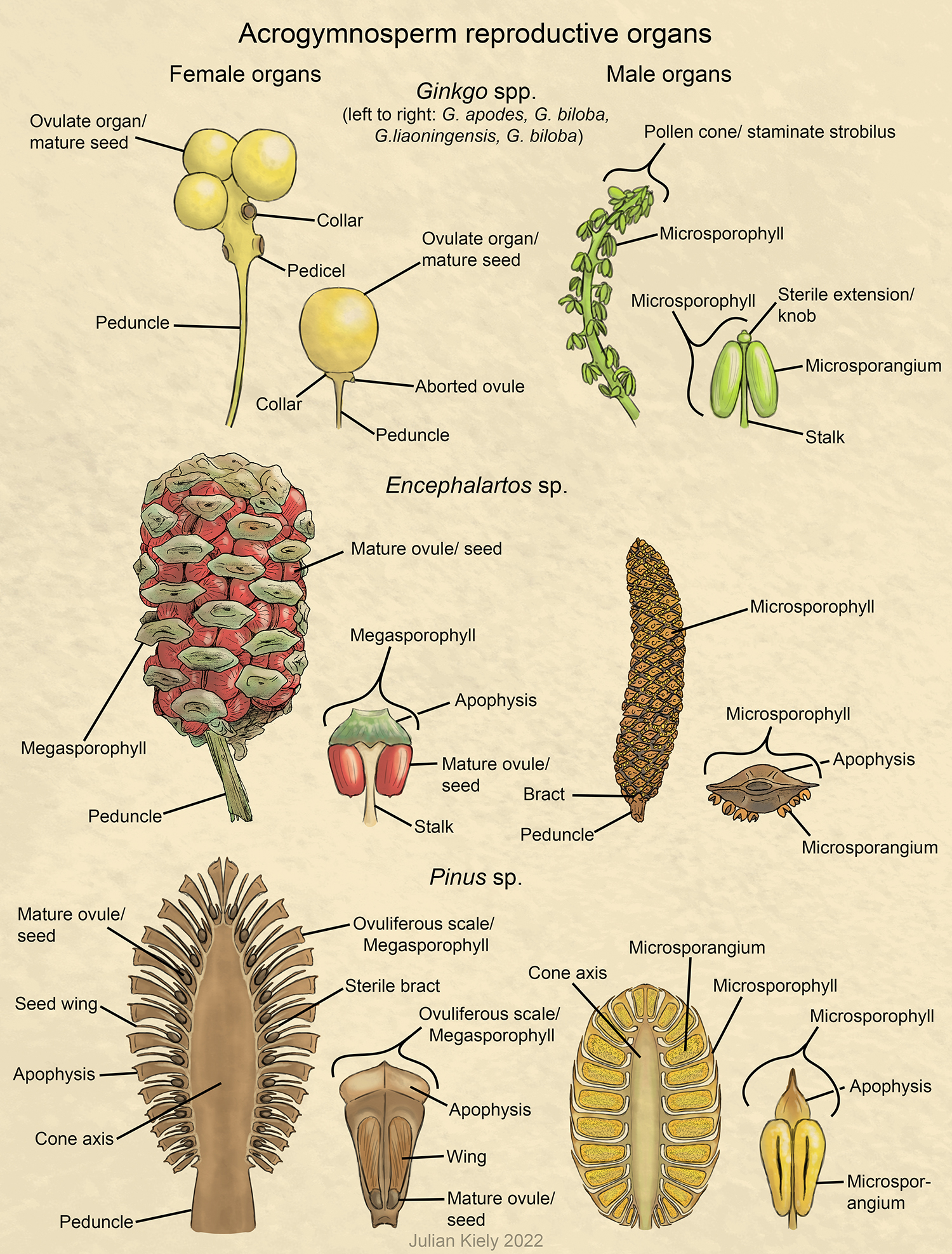 Gymnosperm Cone Diagram