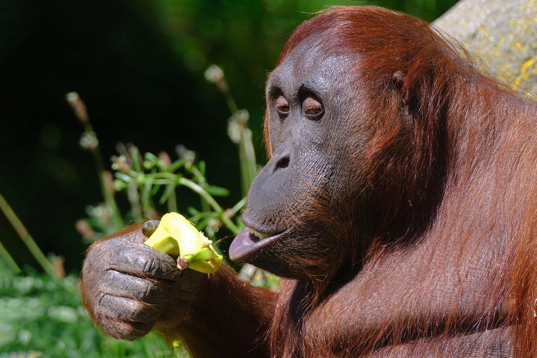 Orangutan Eating Fruit