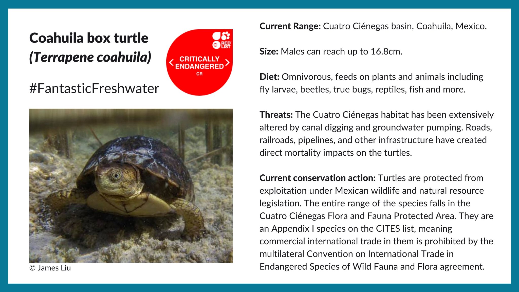 Coahuilan Box Turtle