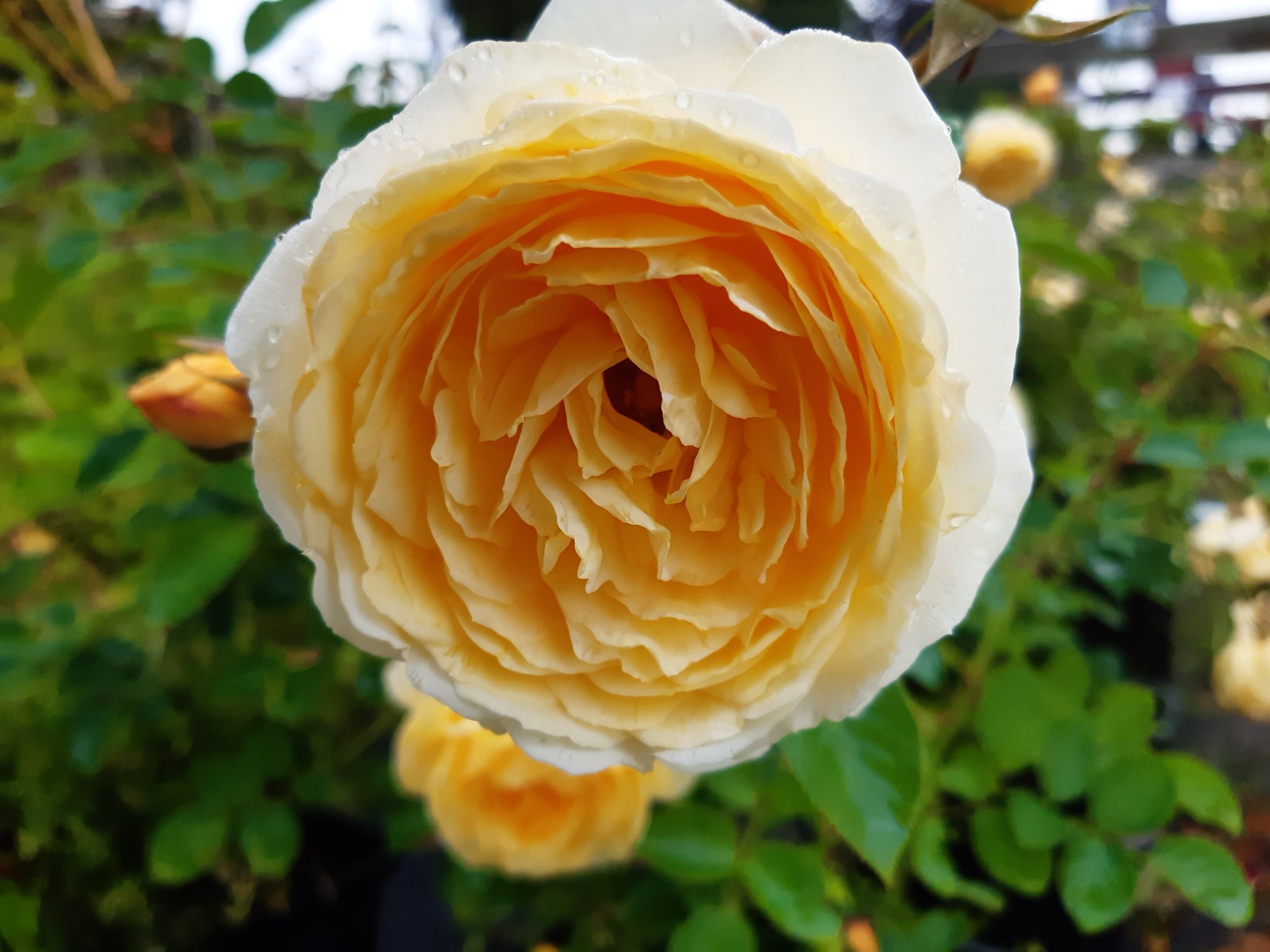 Omid Scobie On Twitter Gardening Groups Came Together In Buckingham Palaces Rose Garden This