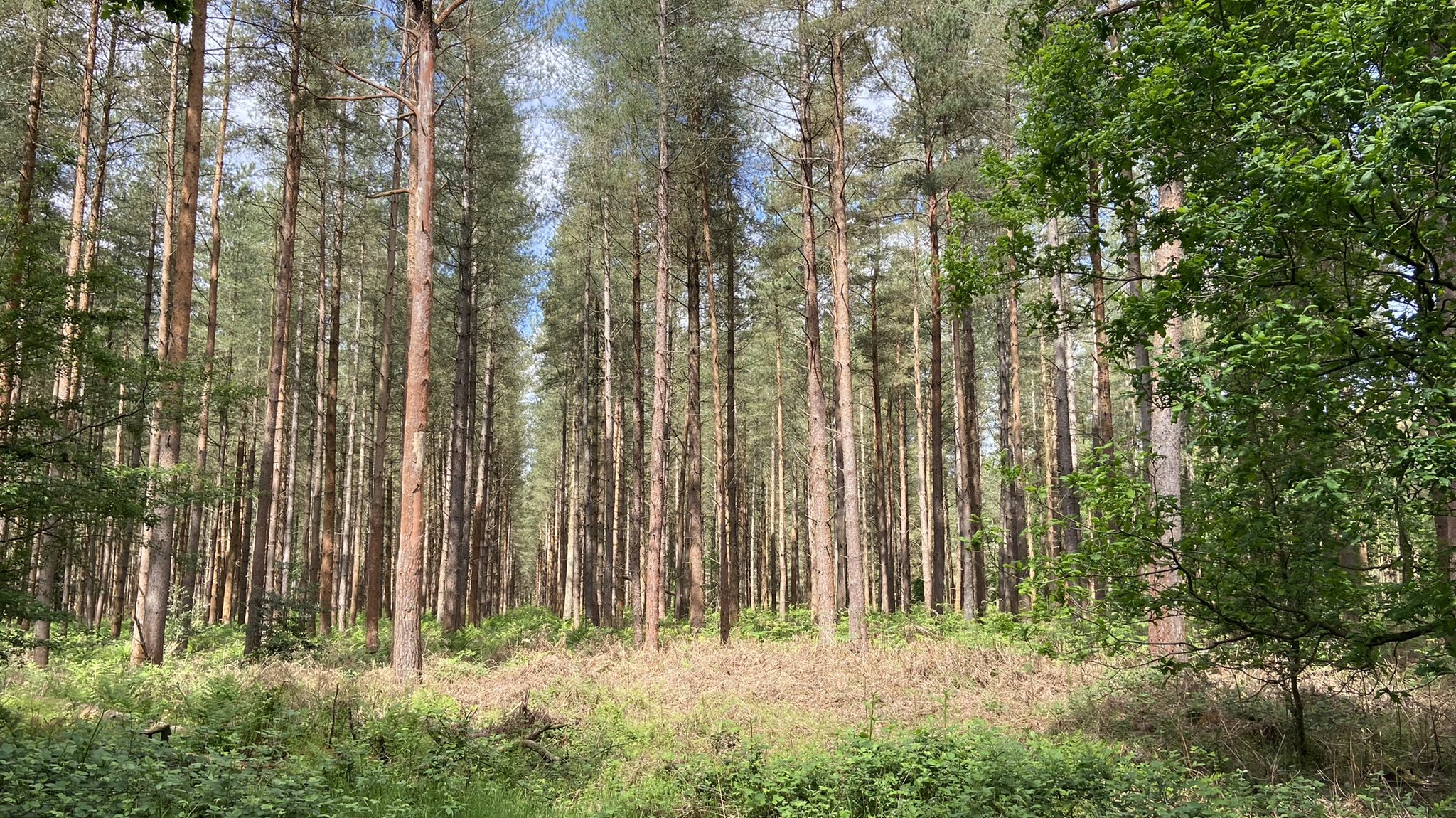 Daniel Nikolov (@Birding_Dan) / Twitter