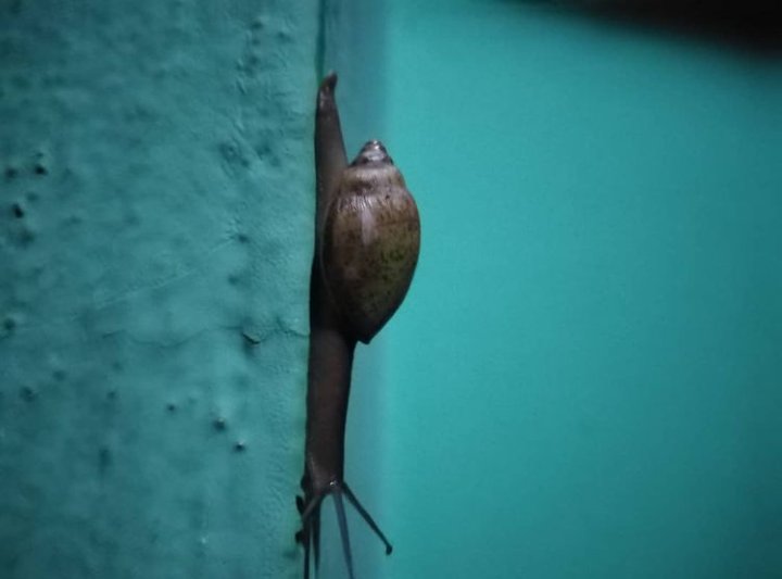 Biologuitos México on Twitter: "Helix aspersa o caracol de jardín común, es un bichillo ...