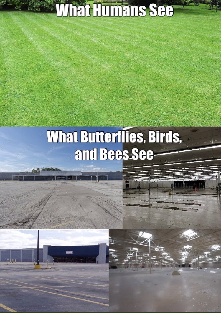 Grass Meme