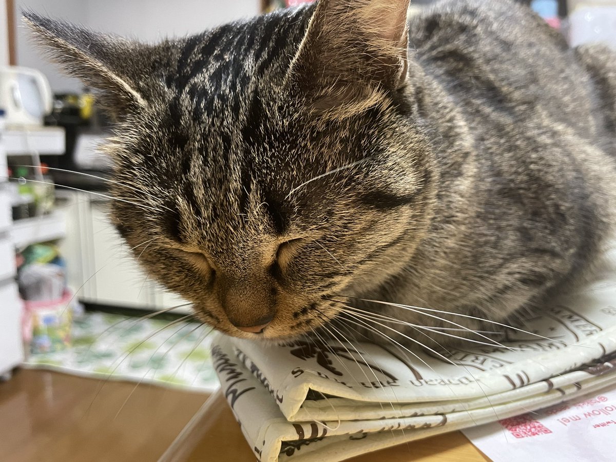 cut_yocchan_ika(@cut_yocchan_ika) - Twilog (ツイログ)