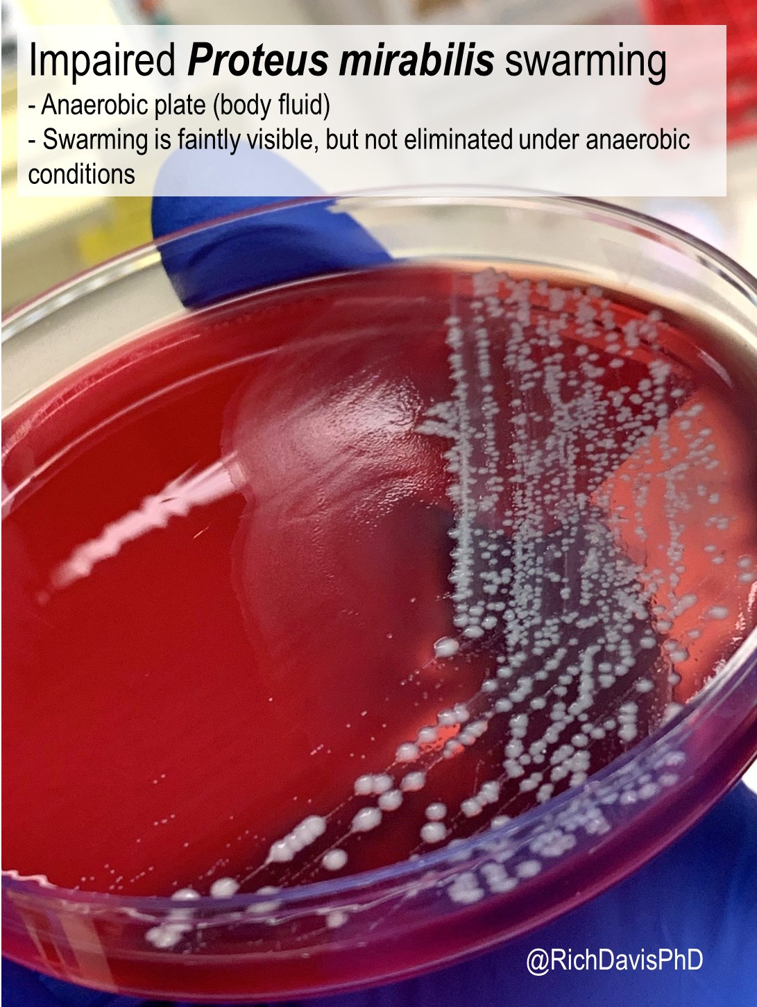 Proteus Mirabilis Swarming