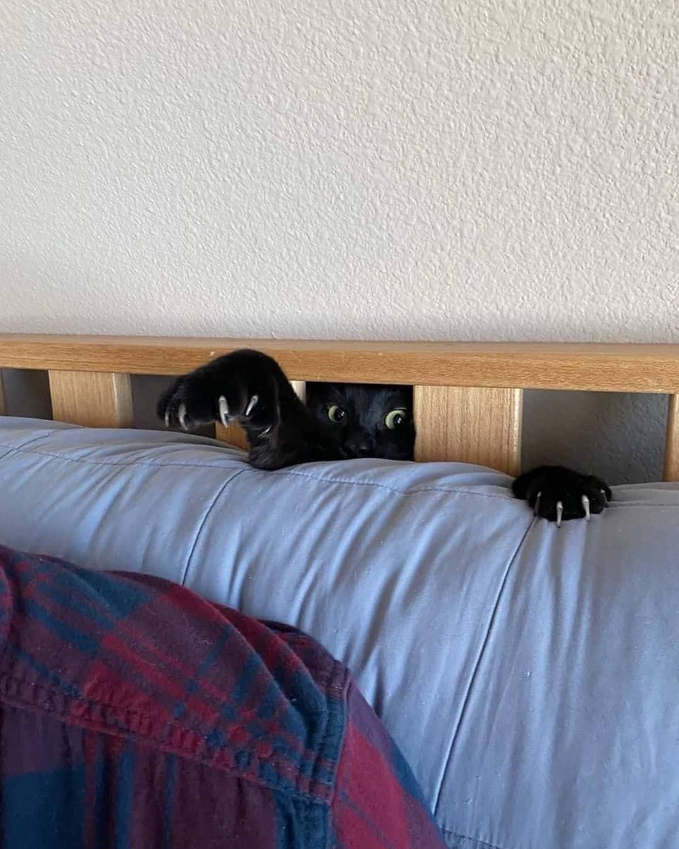 cats-being-weird-little-guys-on-twitter-https-t-co-tc0bqbq07x