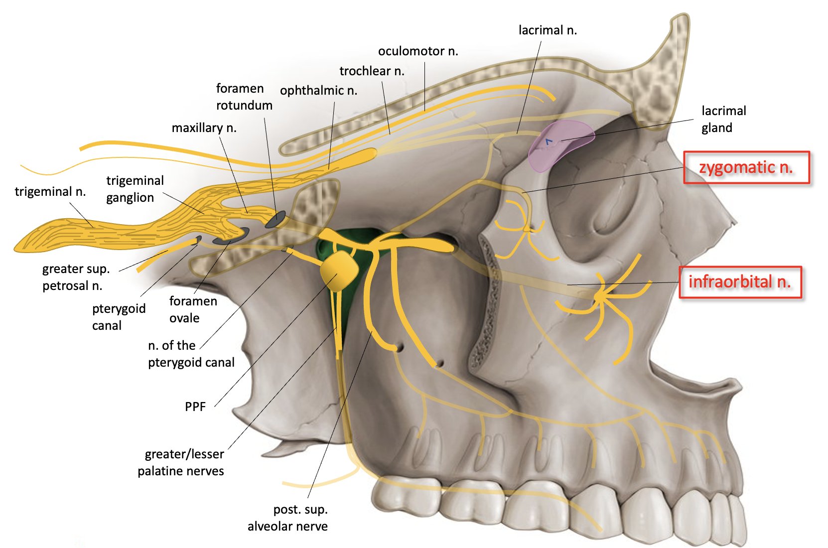 Nerve Of The Pterygoid Canal