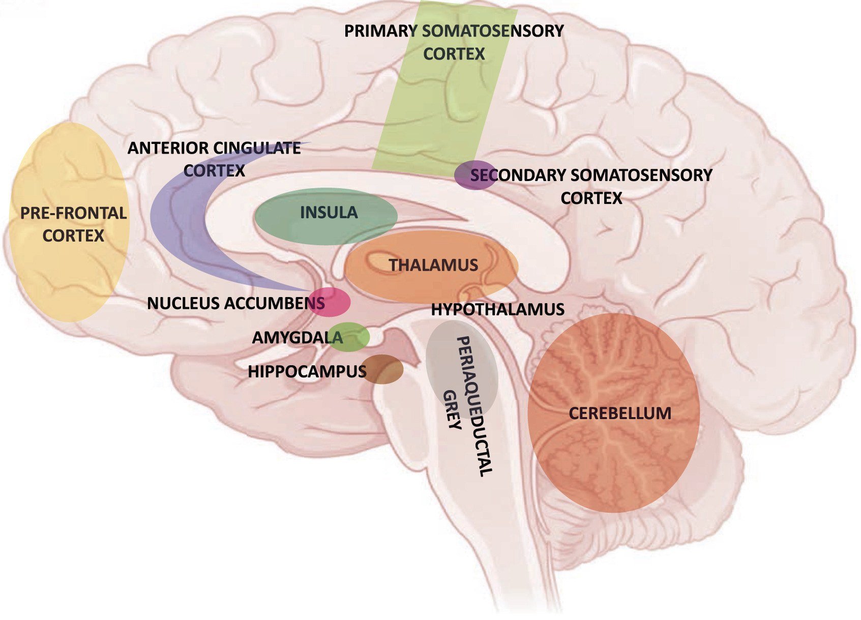 Secondary Somatosensory Cortex