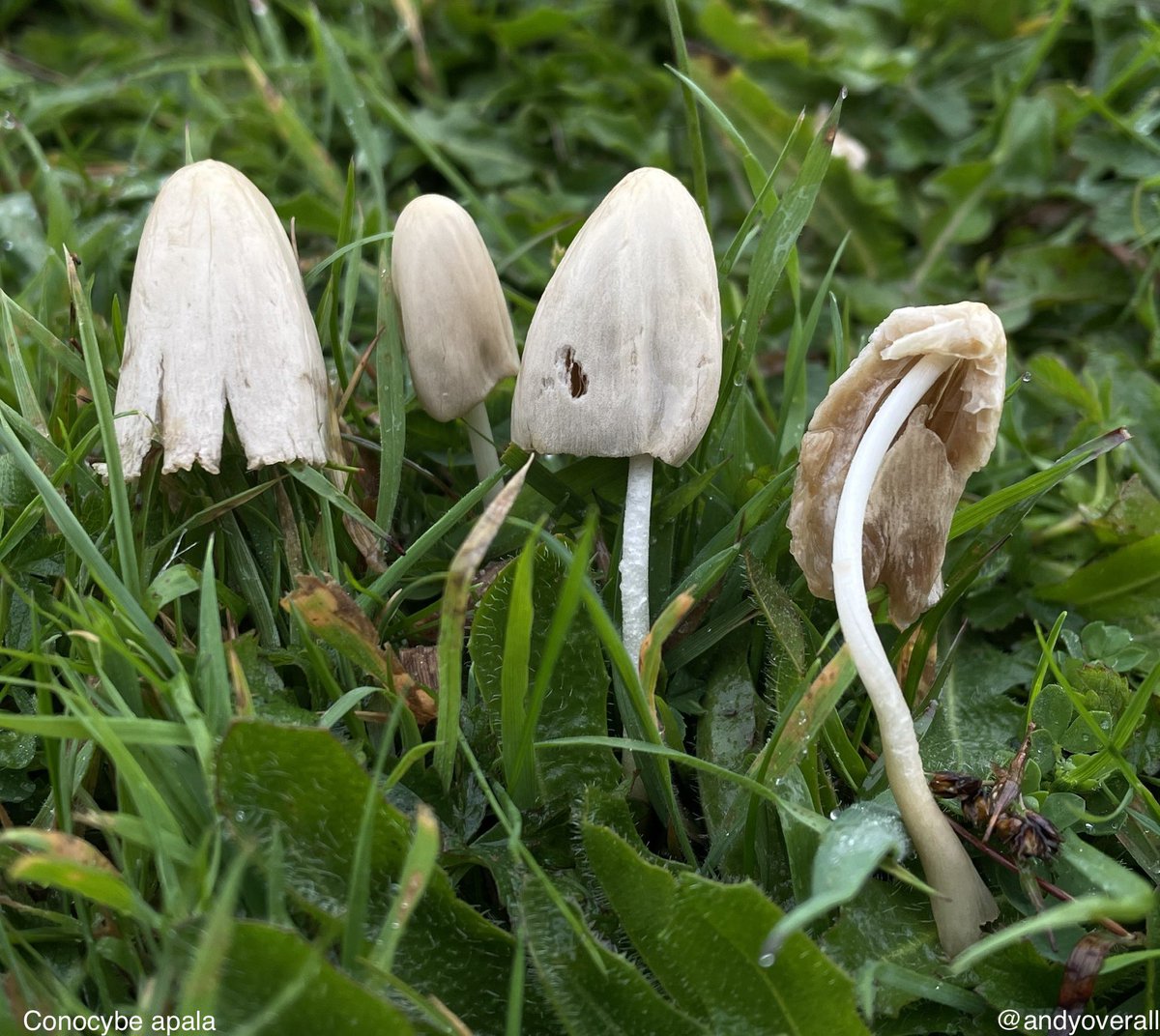 Conocybe Lactea
