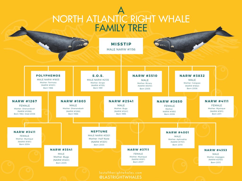 Whale Family Tree