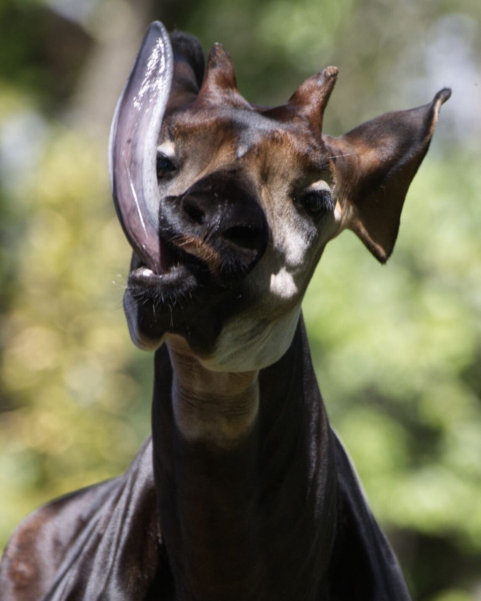 Okapi Tongue Ear