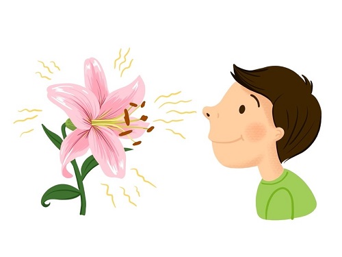 Smell Flower Clipart