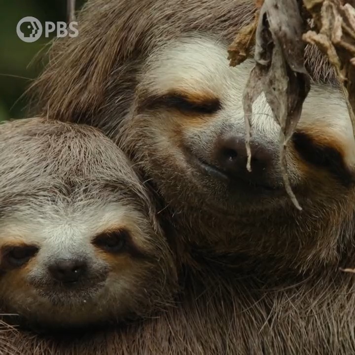 Sloths Hugging