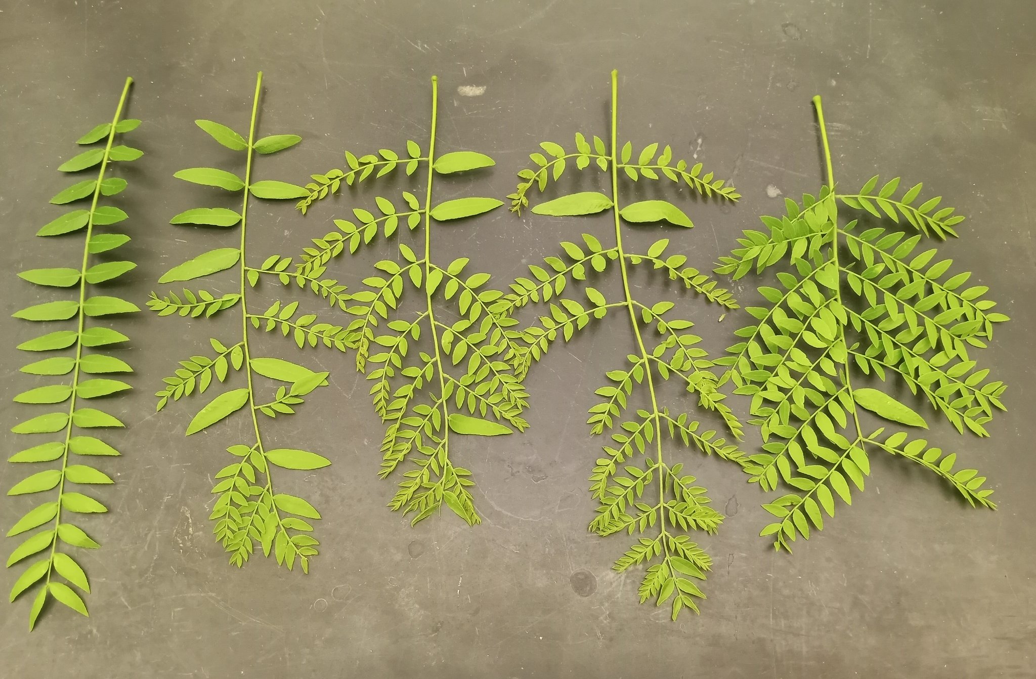 Pinnately Compound Leaf How To Recognize Compound Leaves? – NATURE