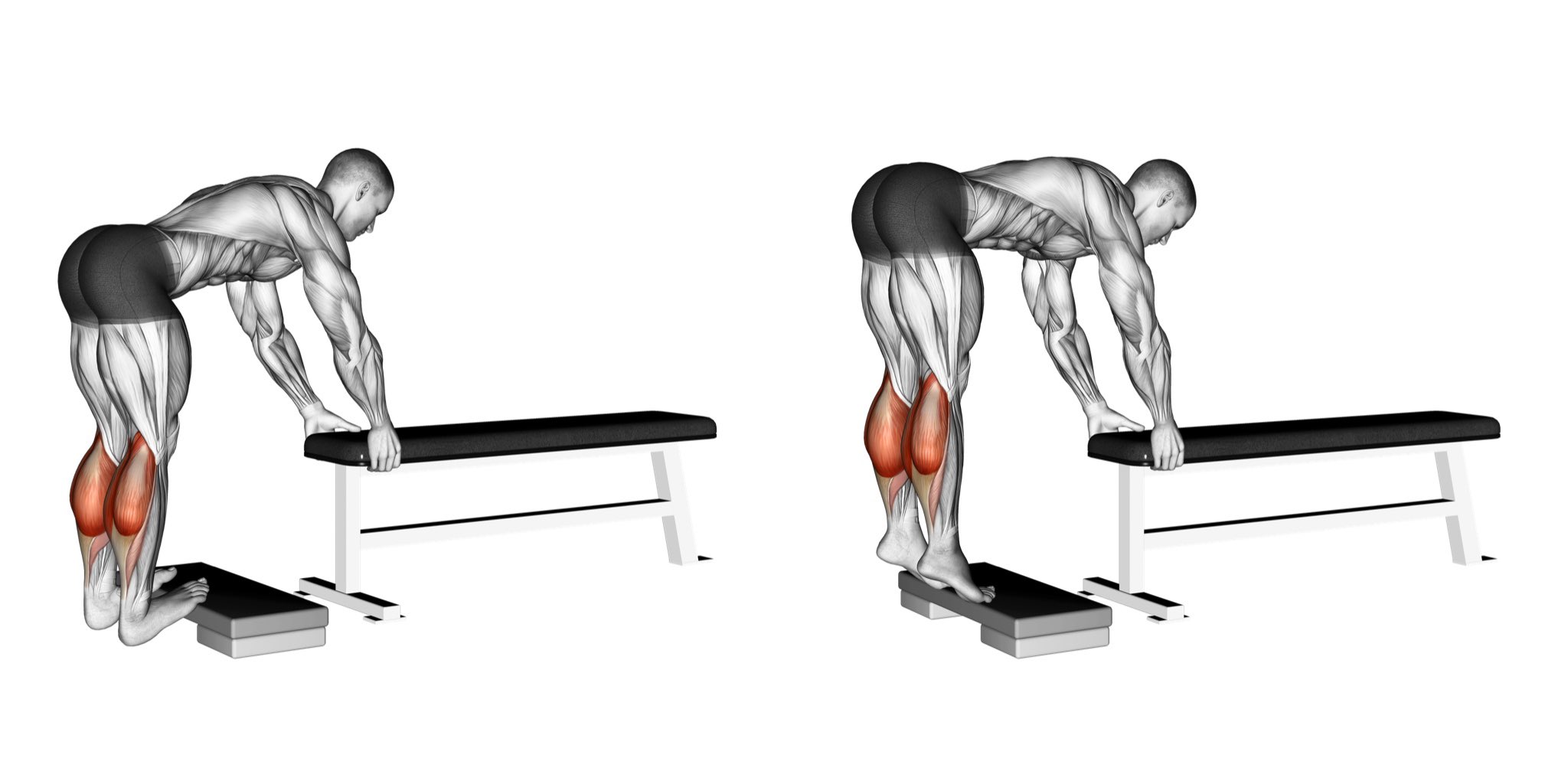 Alex Bernier on Twitter: "Donkey Calf Raises are underrated to protect people’s knees. The ...