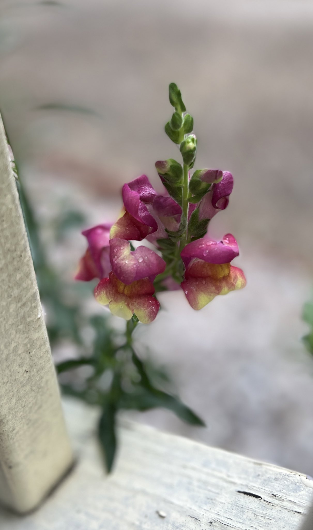 TW Pornstars - 2 pic. 𝒢𝒶𝒷𝑒𝓇𝒾𝑒𝓁𝓁𝒶 𝑀𝑜𝓃𝓇𝑜𝑒. Twitter. Planted some wild ...