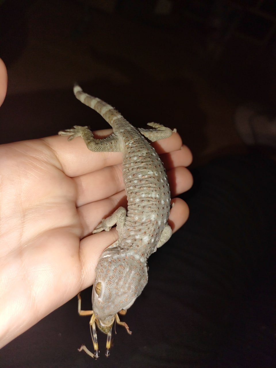 M̴̰͙̦̥͍͋̍͆o̵̡̫̲̥̱͖̍̊̇n̷̢̧͙̭͒̾̂̅̑̄̚͠ǩ̷͉̪̇i̷̱͆͂̎ on Twitter: "Freshly peeled Tokay Gecko tw: bugs ...