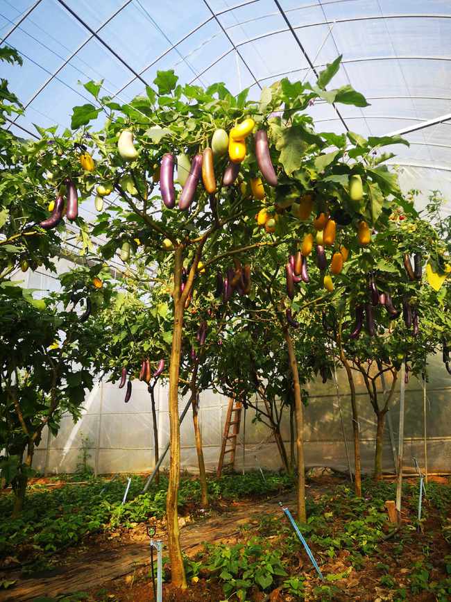 Eggplant Tree
