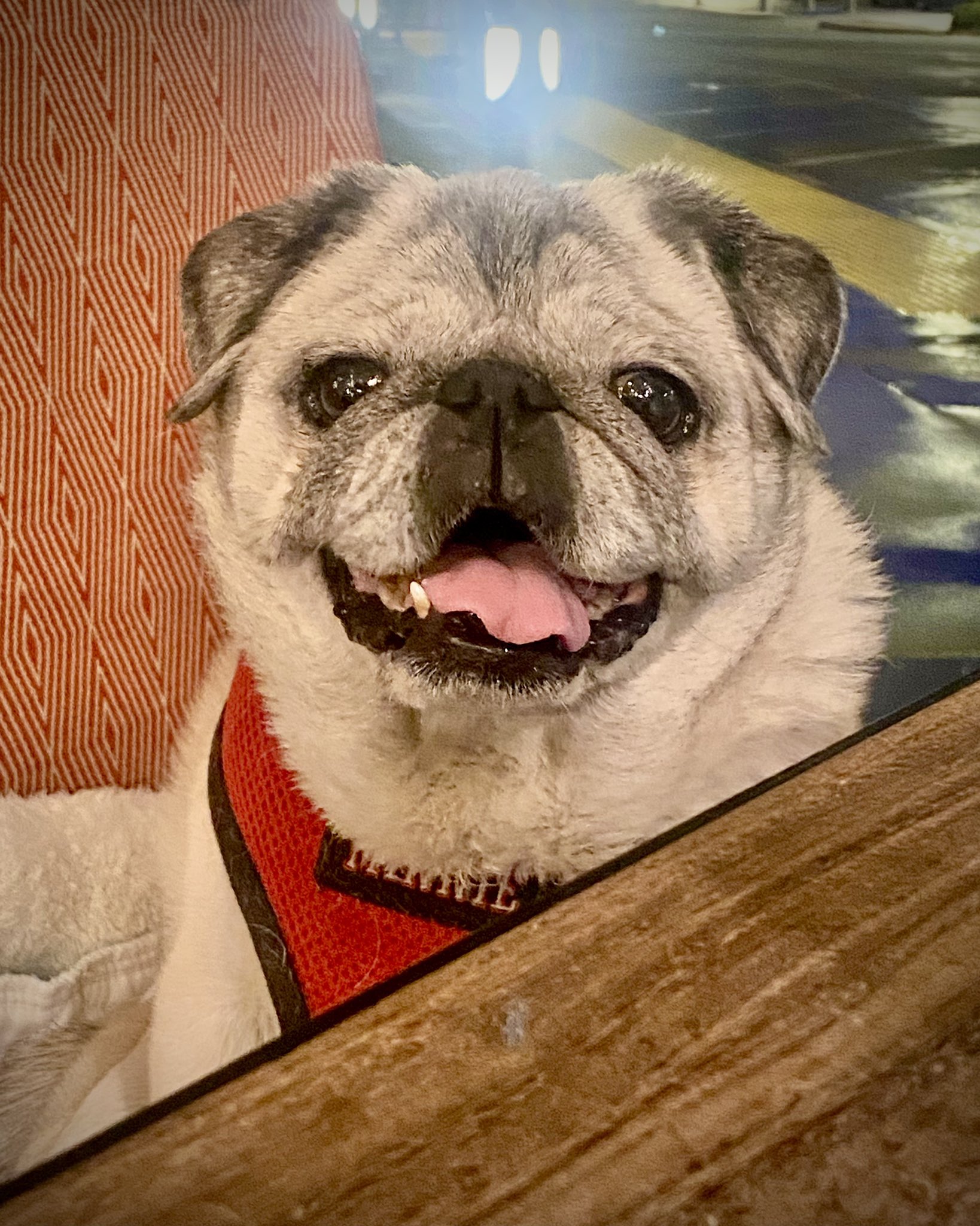 What Is The Oldest Pug